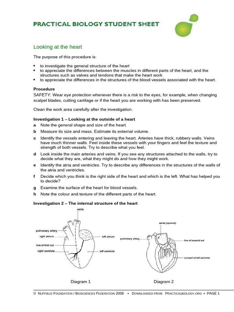 PB_looking-at-a-heart-ss | PDF | Heart | Ventricle (Heart)