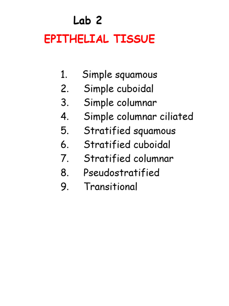 3. Epithelial tissue 2024-2025 (1) | PDF | Epithelium | Anatomy