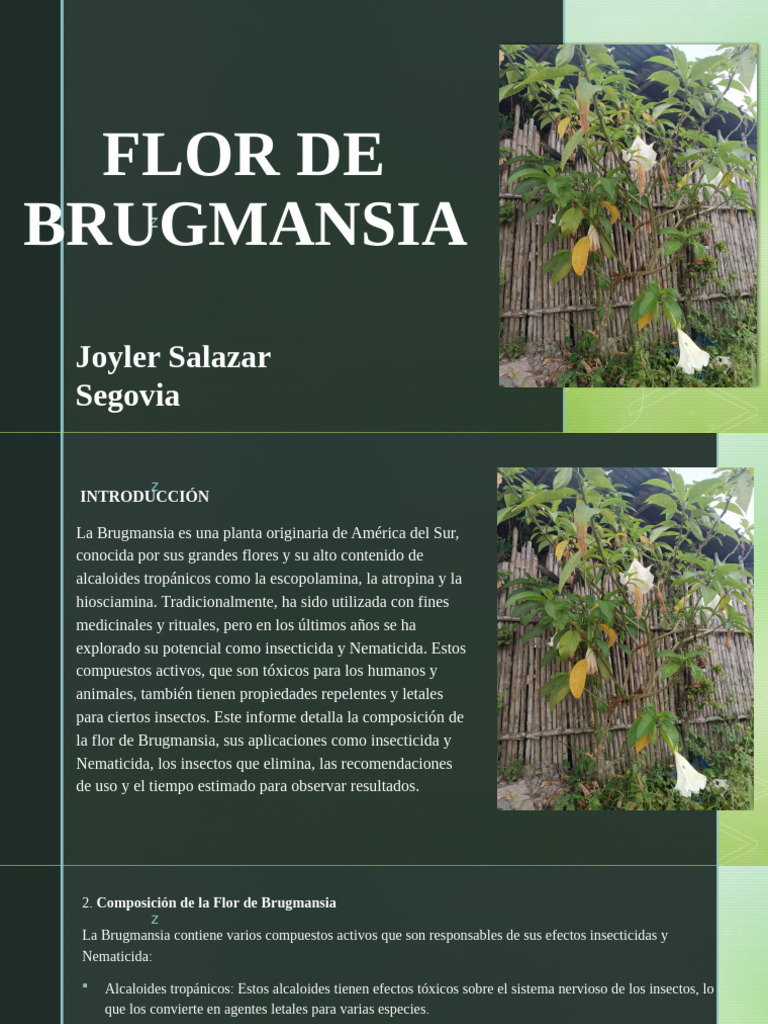 Brug Mansi A | PDF | Insectos | Insecticida