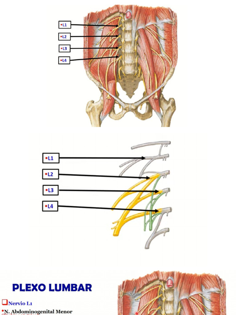 Plexo Lumbar | PDF