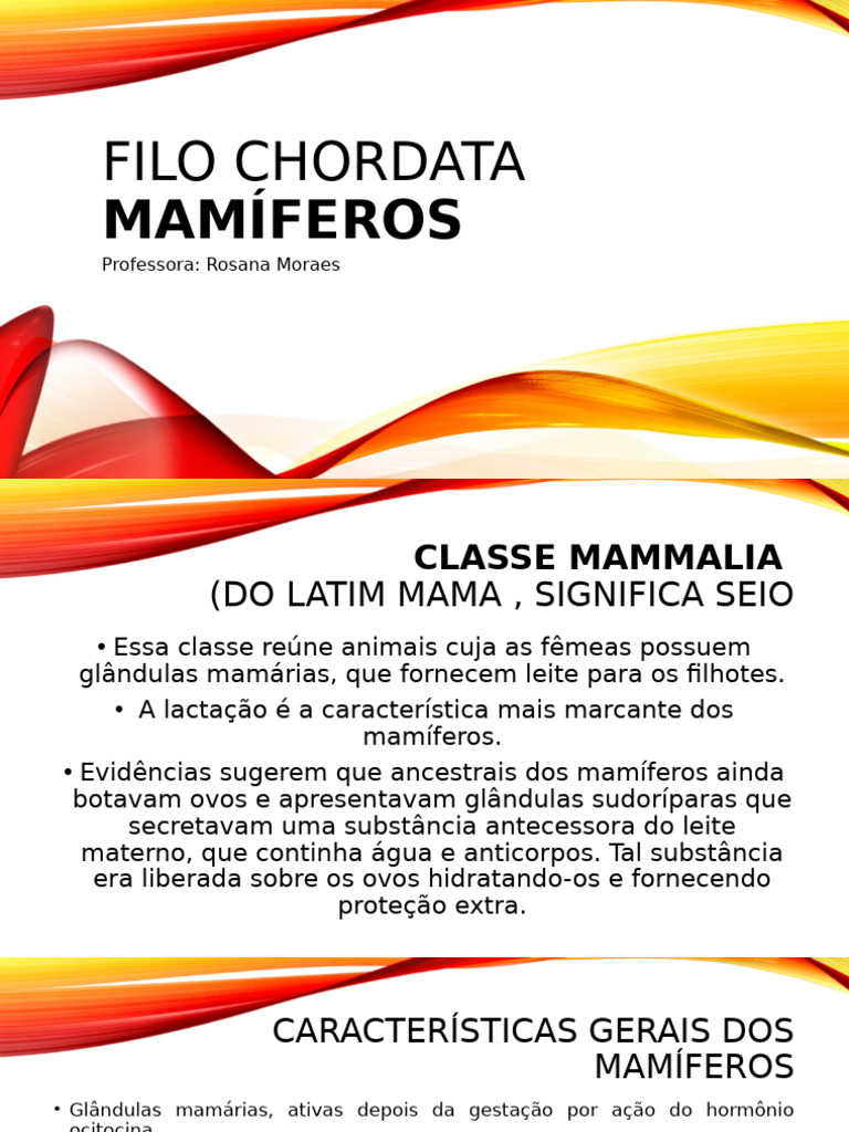 Filo chordata Mamíferos | PDF | Mamíferos | Roedor