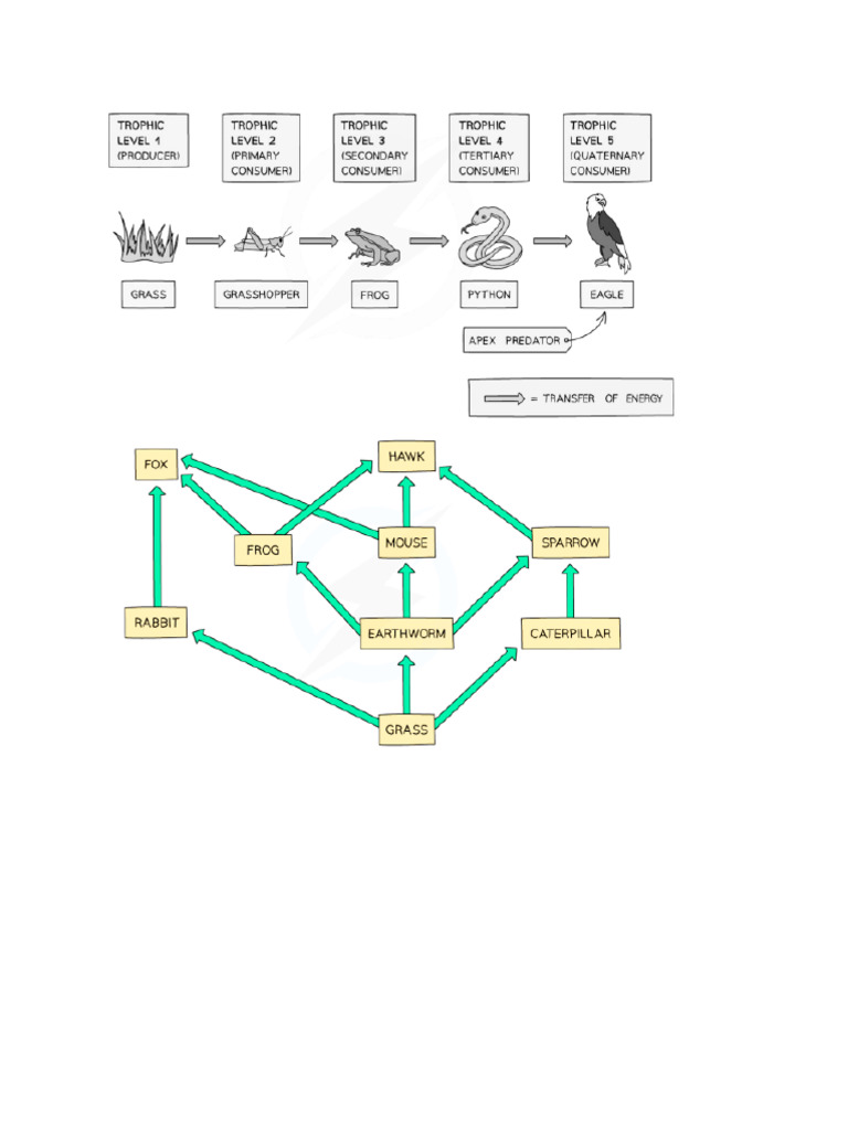 Bio Igcse Food Chains Diagrams | PDF