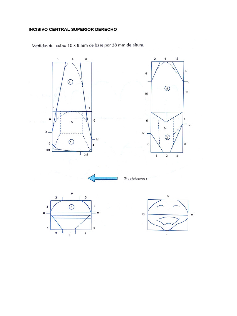 Modelado Dental Tallado Ii | PDF