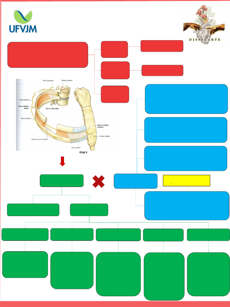 Inervação da Caixa Torácica e Nervos | PDF | Anatomia | Anatomia humana