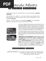 Anatomia Pulpar | PDF | Medicina CLINICA | Diente
