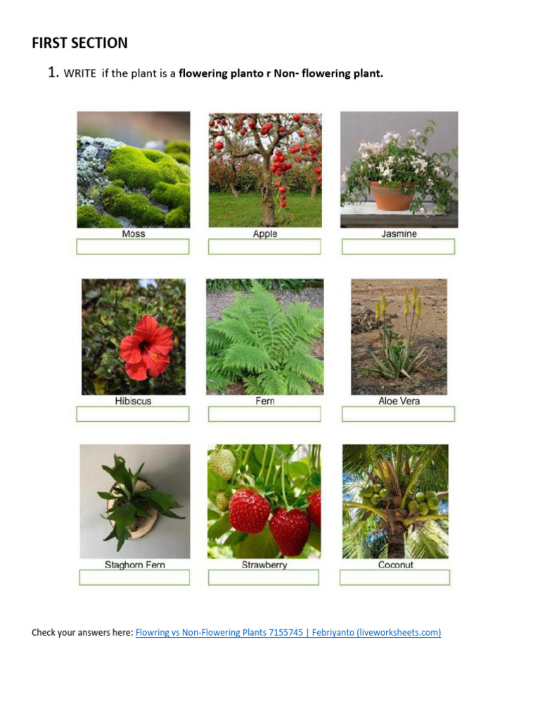 STUDY GUIDE science 2024-2025 | PDF | Cell (Biology) | Flowers