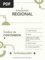 Anatomía de la Región Esternal | PDF | Tórax | Sistema esquelético