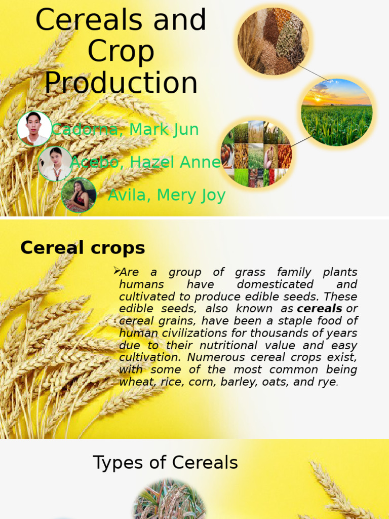 Cereal and Crop Production Guide | PDF | Agriculture | Legume