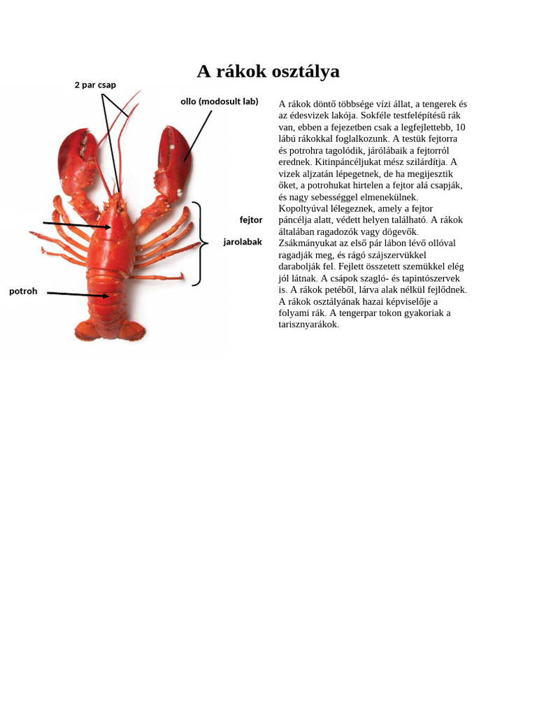 JoA3_MArton_Alex_rak | PDF