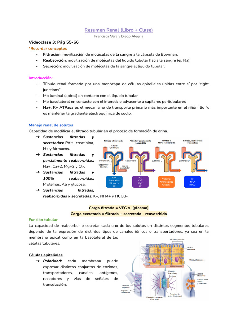 Funciones del Túbulo Renal en la Filtración | PDF | Riñón | Sodio