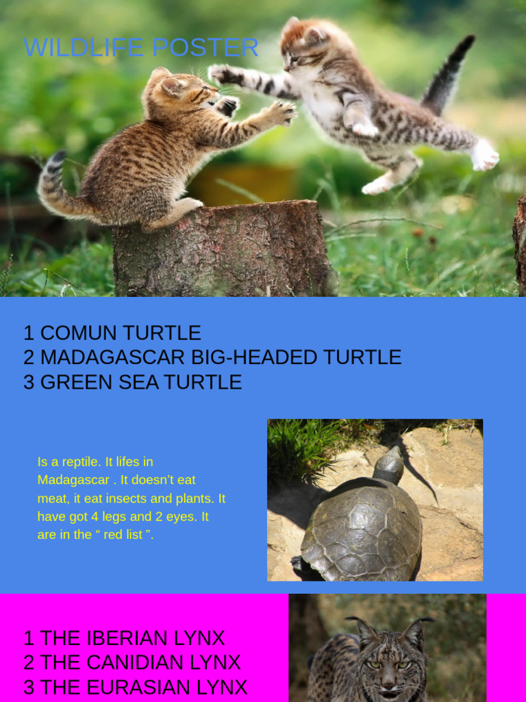 Animals Angles | PDF