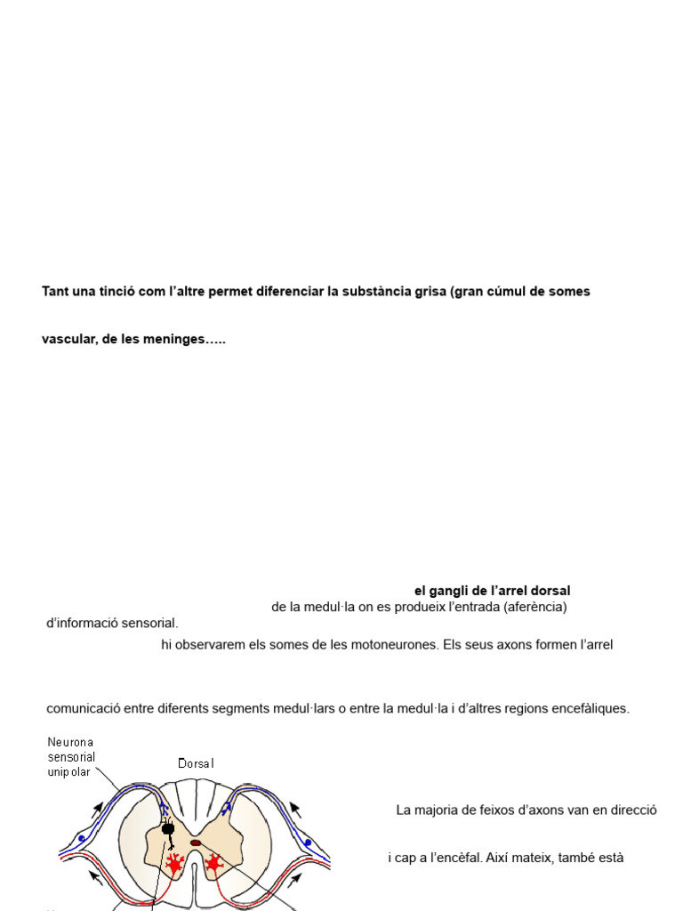 Microscòpia Respost | PDF