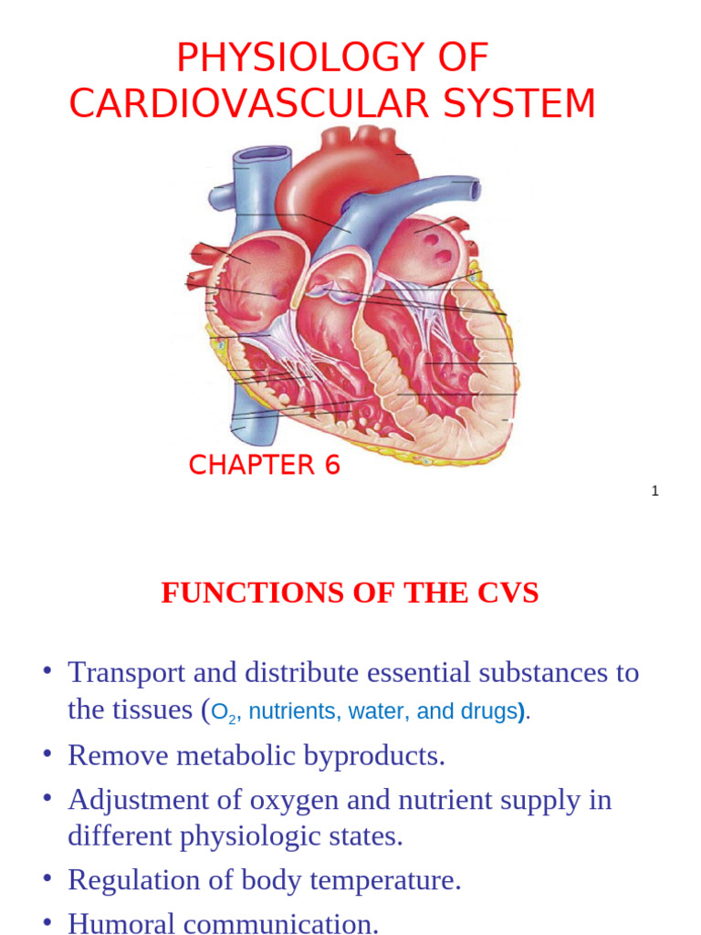 Cardiovascular System | PDF | Diastole | Ventricle (Heart)