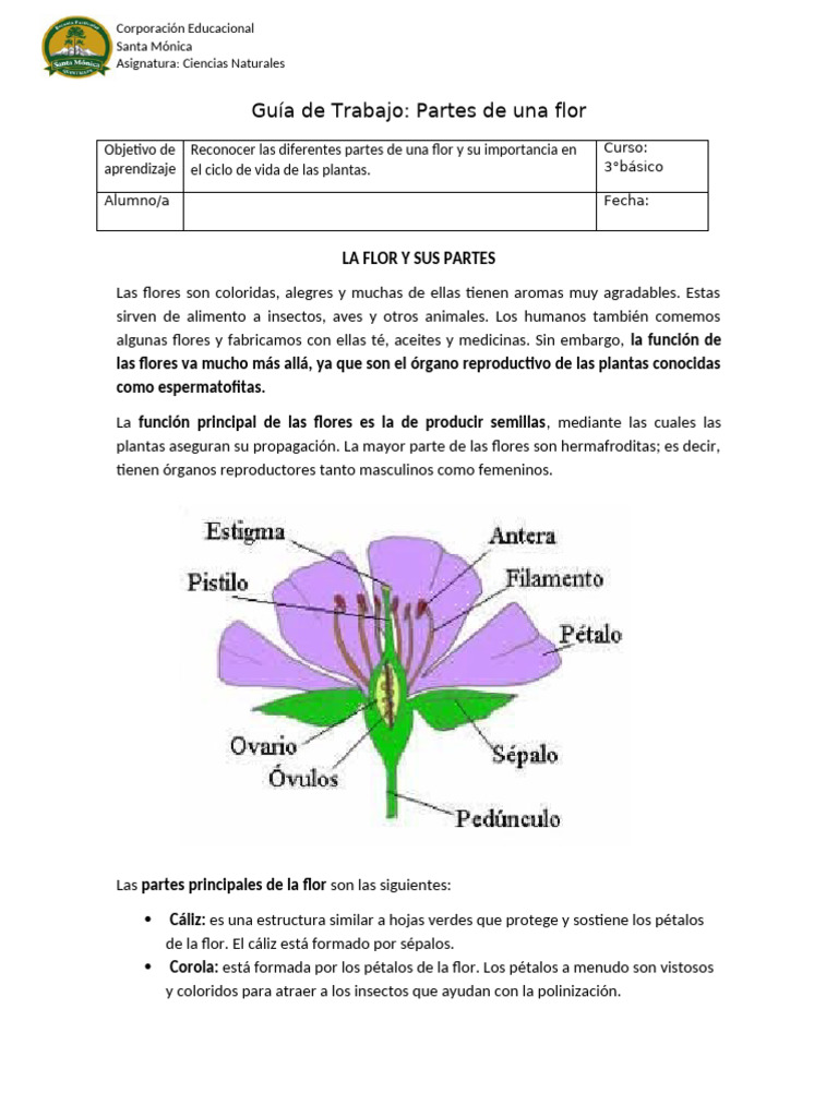 Partes de una Flor y su Función | PDF | Flores | Ramas de la botánica