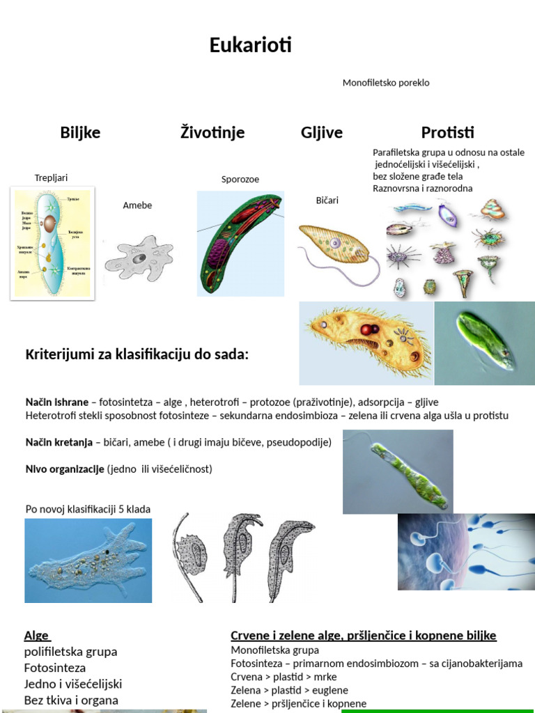 1.Eukarioti protisti | PDF