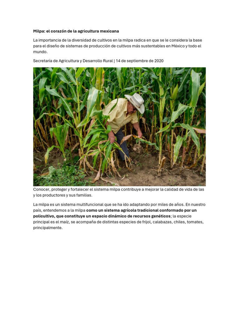 Milpa: Diversidad y Sostenibilidad Agrícola | PDF | Agricultura | Maíz