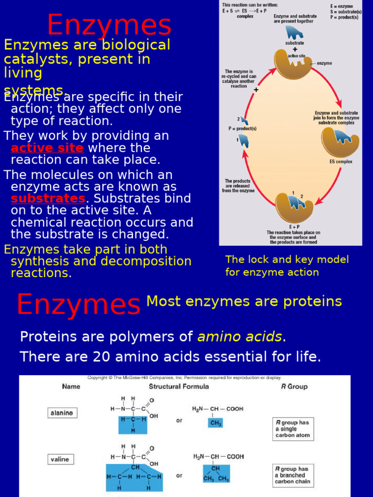 Enzymes | PDF | Enzyme | Cofactor (Biochemistry)