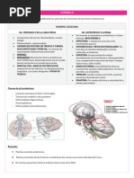 Síndromes Cerebelosos: Vermiano y Hemisferios | PDF | Cerebelo ...