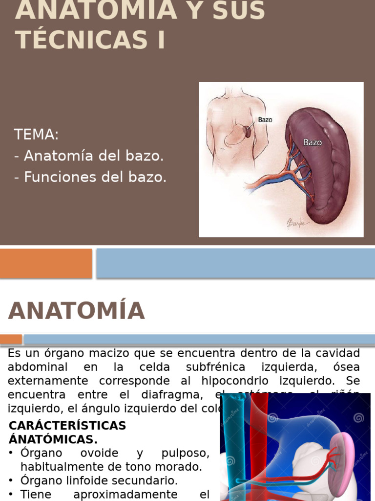 Anatomía Del Bazo 1 | PDF | Bazo | Abdomen