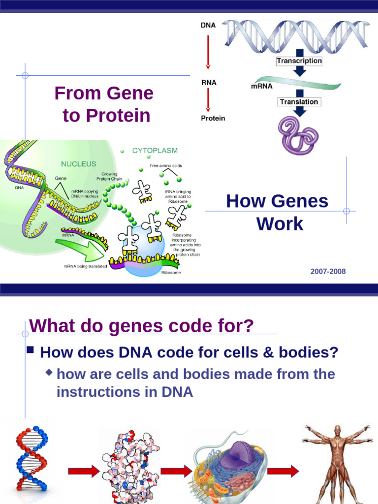 AP Biology Protein Synthesis Review 2022 | PDF | Rna | Dna