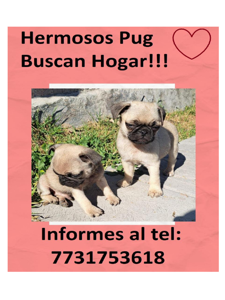 Pug | PDF
