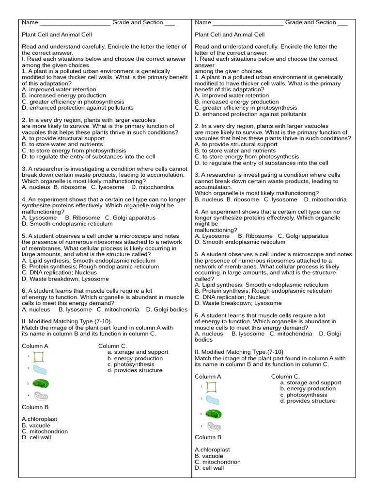 Plant and Animal Cell Quiz Answers | PDF | Endoplasmic Reticulum ...