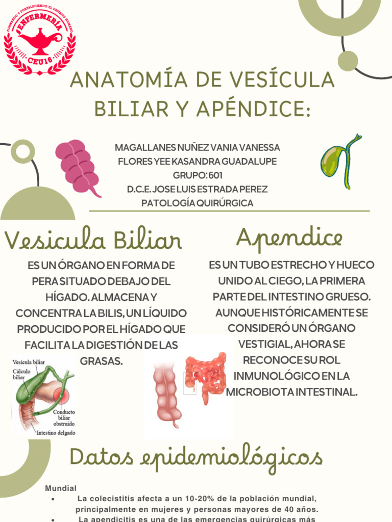 Anatomía de Vesícula Biliar y Apéndice. | PDF | Bilis | Vesícula biliar