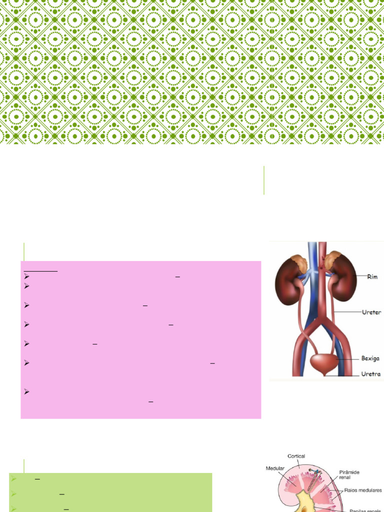 Histo 2P - C3 - Mic. Rins e glomérulos | PDF | Rim | Órgão (anatomia)