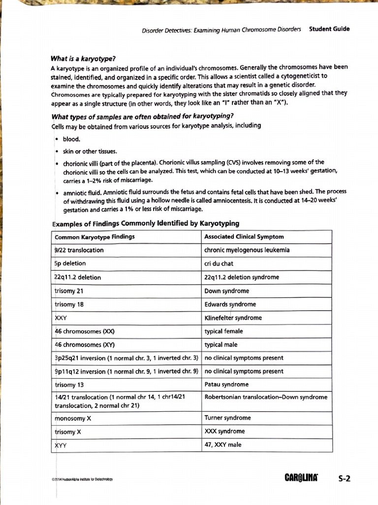 Karyotyping Activity | PDF