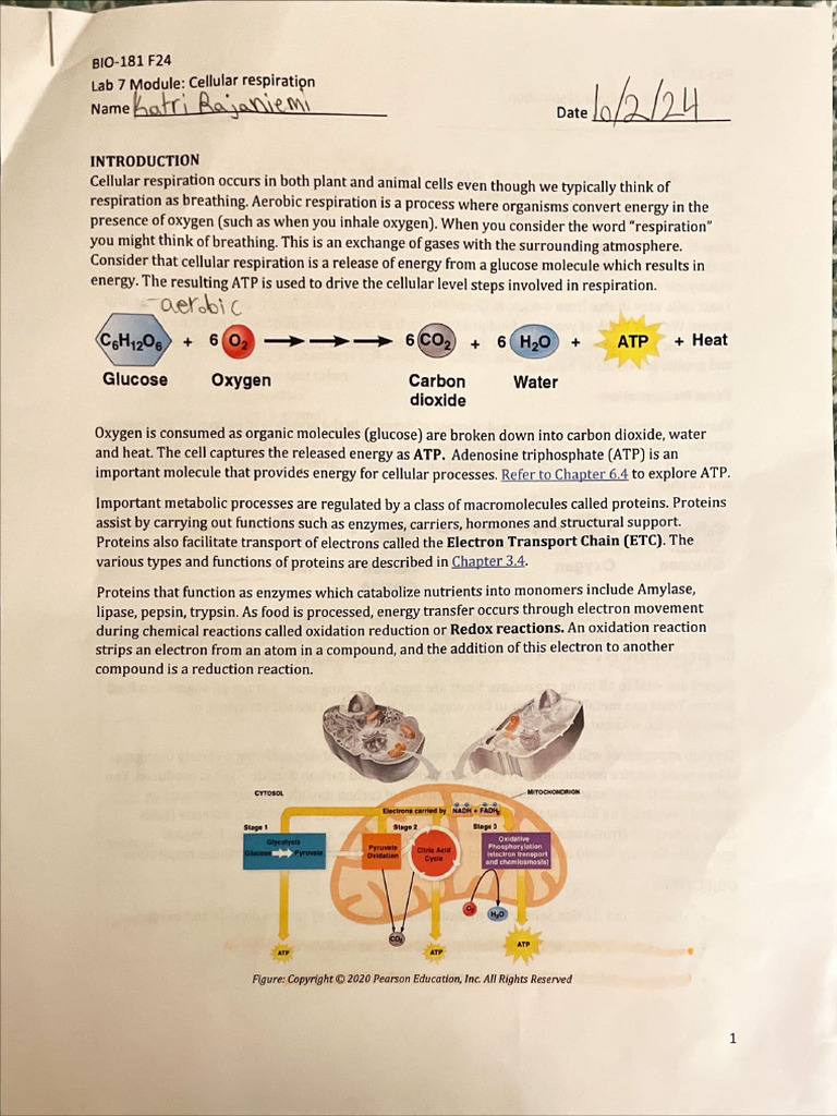 Week 7 Cellular Respiration Lab | PDF