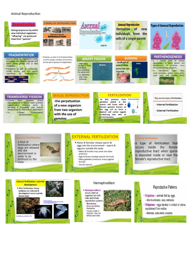 Animal Reproduction Lesson 3 | PDF