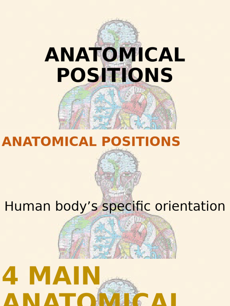 Main Anatomical Positions Explained | PDF | Anatomical Terms Of Motion ...
