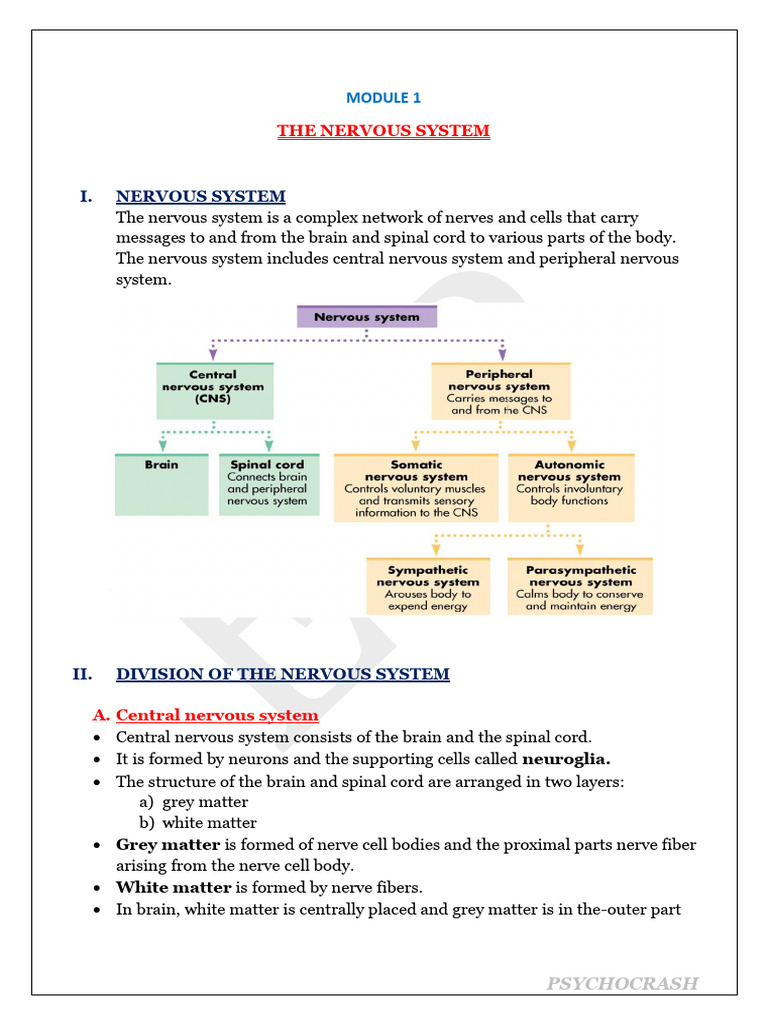 2. PHYSIO FULL NOTE | PDF | Chemical Synapse | Synapse