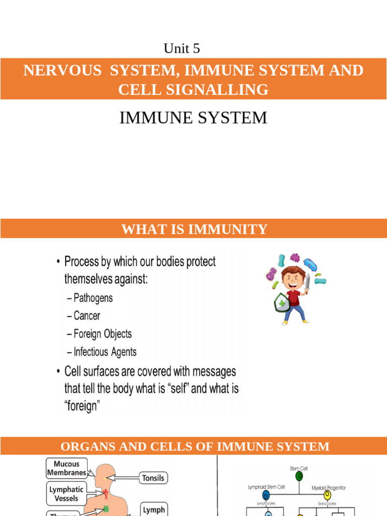 Immune System | PDF