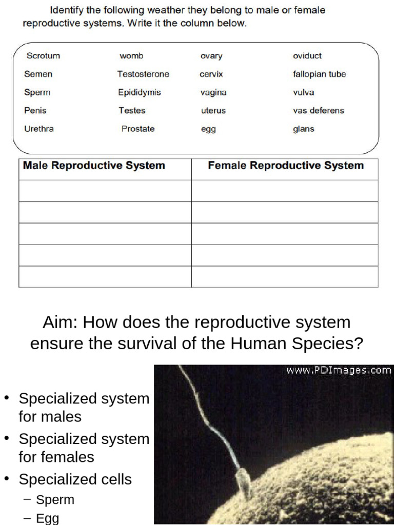 Human Reproductive System Overview | PDF | Embryo | Reproductive System