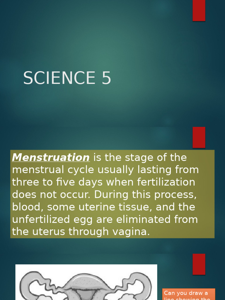 SCIENCE 5 | PDF | Menstrual Cycle | Uterus