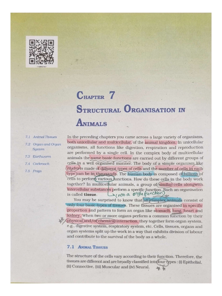 Structural Organisation in Animals | PDF