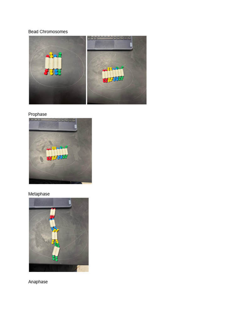 AP Bio Modeling Mitosis Lab 12_05_2024 | PDF