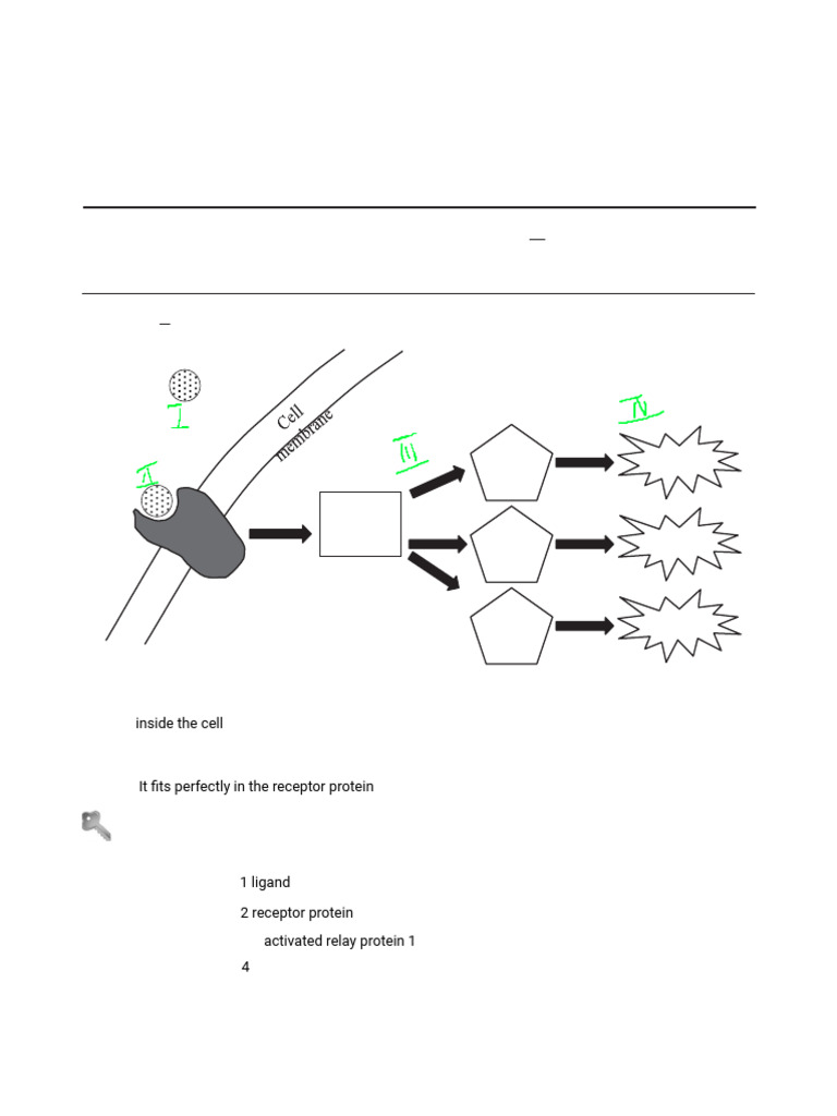 Kami Export - Transduction Pathways | PDF | Cell Signaling | Signal Transduction
