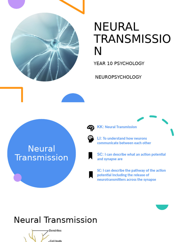 Understanding Neural Transmission Basics | PDF | Neuron | Synapse