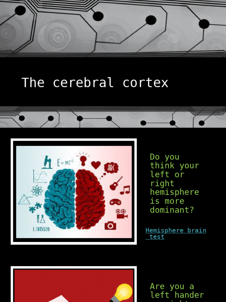 Cerebral Cortex Hemispheric Specialisation | PDF | Cerebrum | Cerebral ...