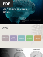 Sheep Brain Dissection | PDF | Brain | White Matter