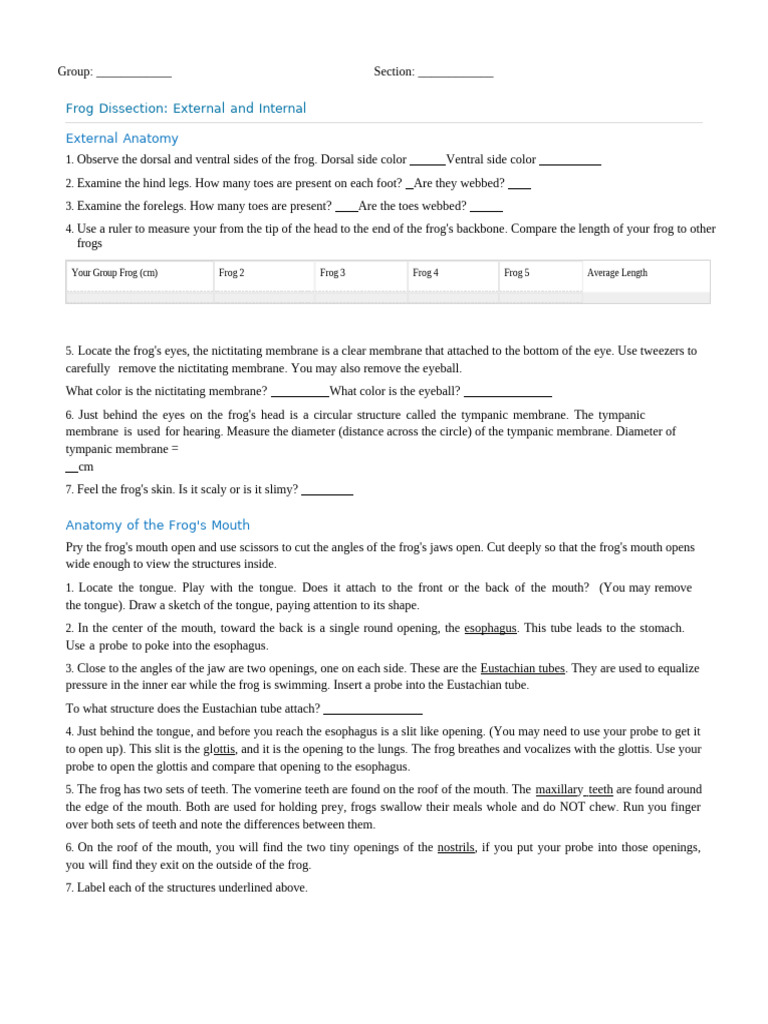 Frog Dissection External and Internal | PDF | Small Intestine ...