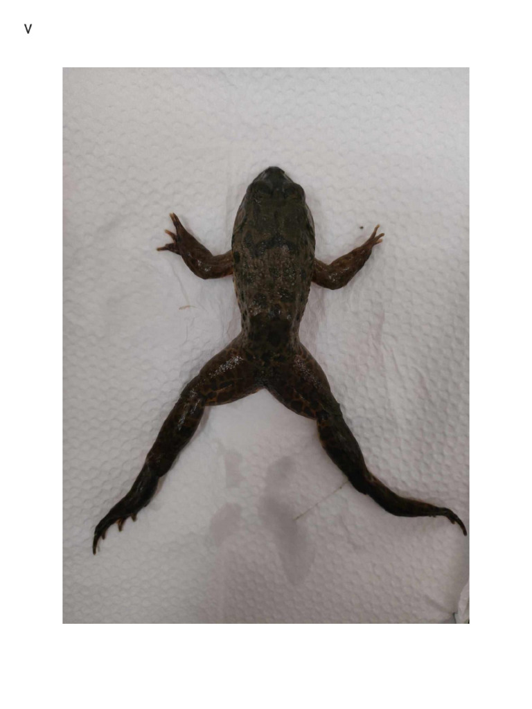 Anatomy of A Frog | PDF