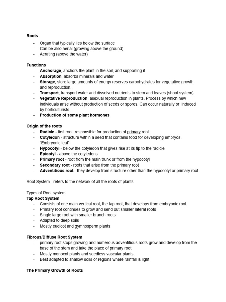 Roots, Stem and Leaves | PDF | Leaf | Root