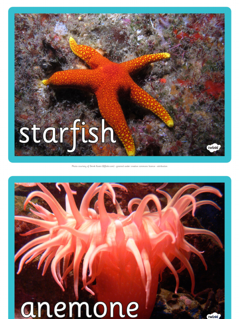 T T 24697 Coral Reef Display Photos | PDF