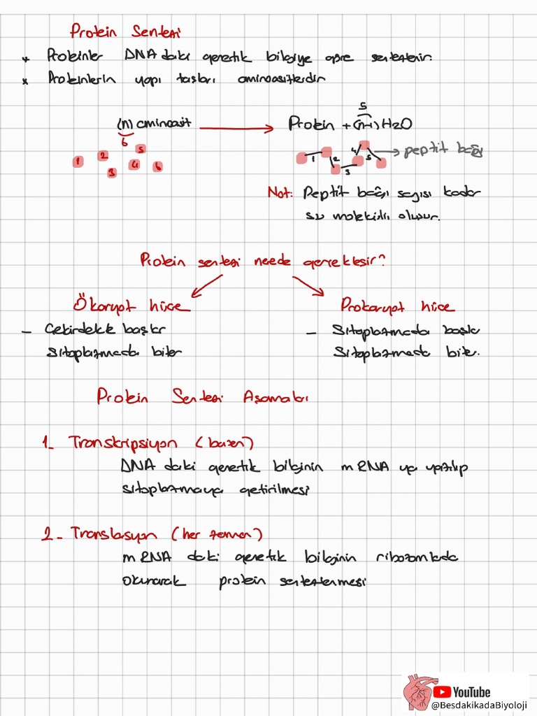 Protein Sentezi | PDF