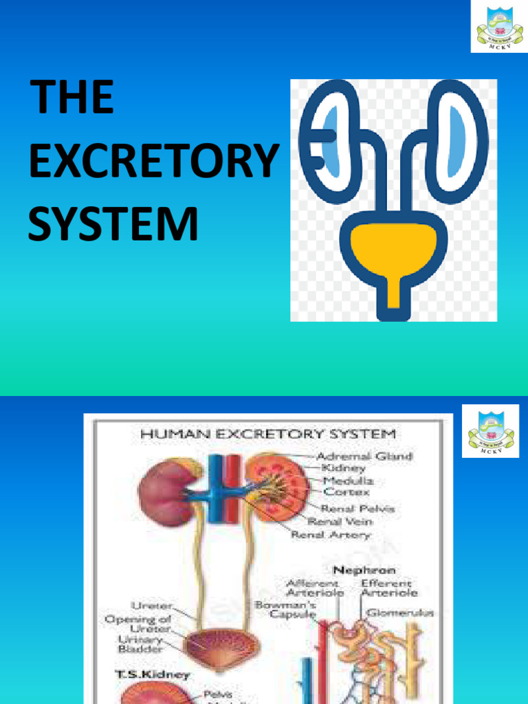10 Excretory system | PDF | Kidney | Urinary System