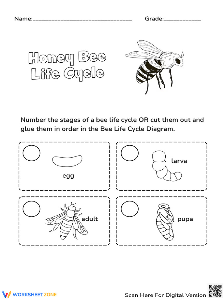Honey Bee Life Cycle Sequencing | PDF