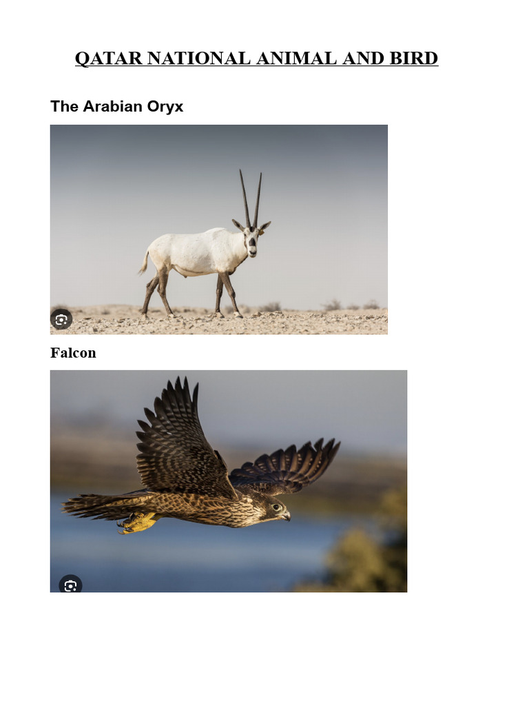 Qatar National Animal and Bird | PDF